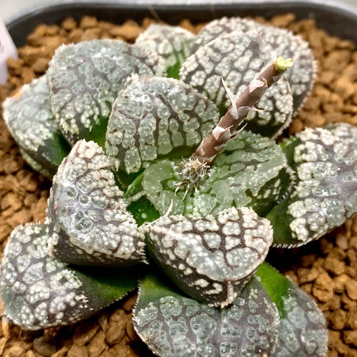 Yahoo!オークション - Fareal P55 ハオルチア 指輪物語