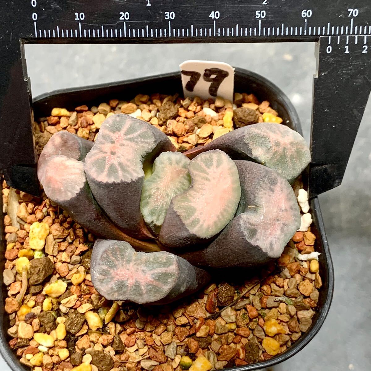 Yahoo!オークション - Fareal P79 ハオルチア 万象 銀河ジャンボ