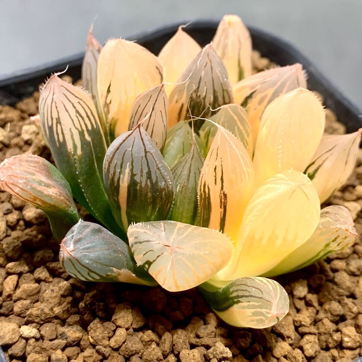 Yahoo!オークション - Fareal P96 ハオルチア ルージュ オブツーサ錦