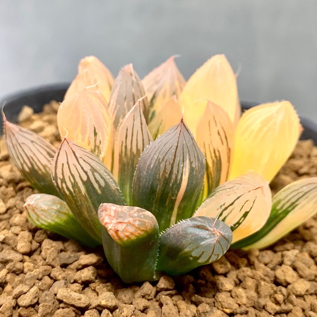 Yahoo!オークション - Fareal P96 ハオルチア ルージュ オブツーサ錦