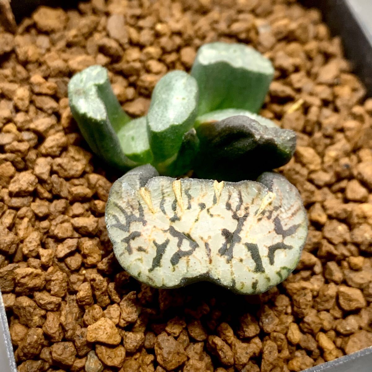 Yahoo!オークション - Fareal P131 ハオルチア 写楽 x 歌麿 葉ざし