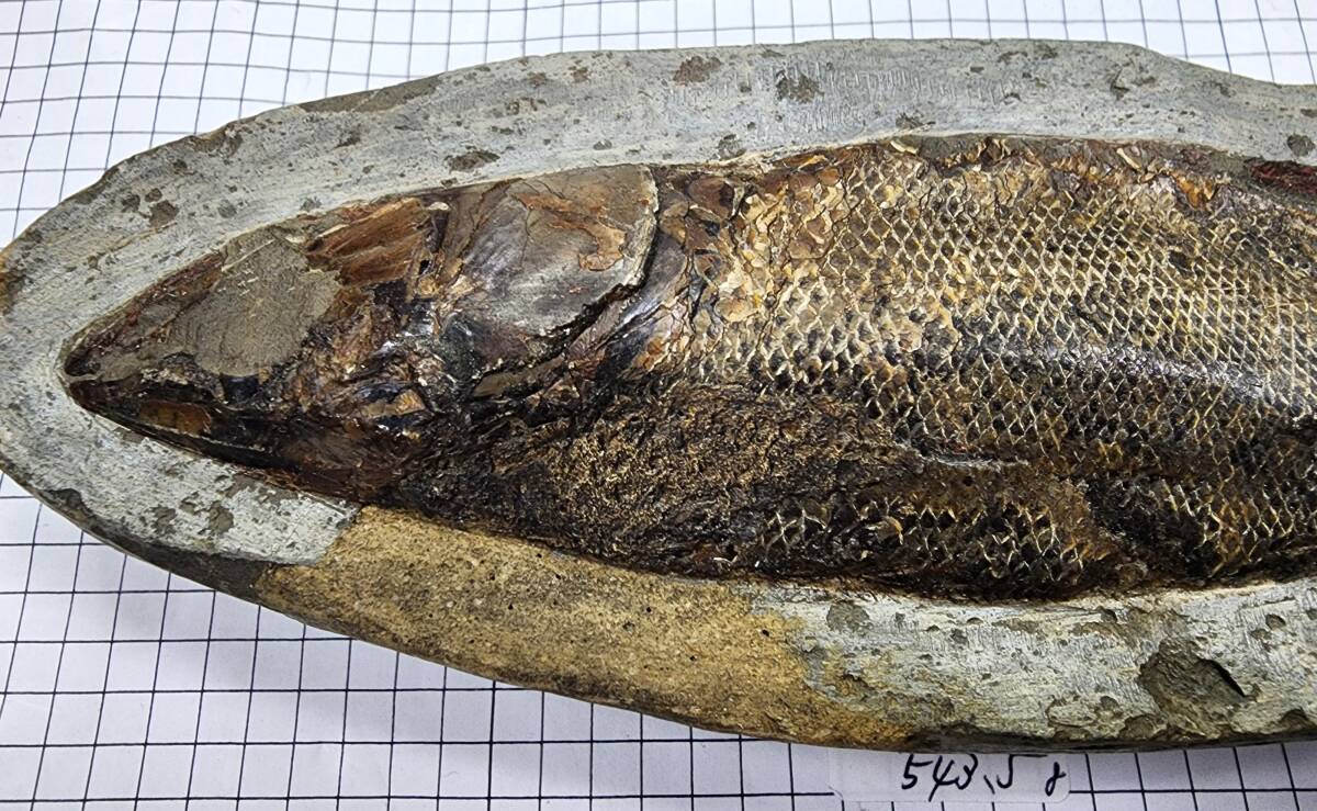 Yahoo!オークション - 0440 ブラジル原産の魚化石です 白亜紀のRhacole...