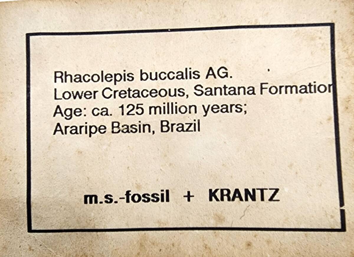 Yahoo!オークション - 0425 ブラジル原産の魚化石です 白亜紀のRhacole...