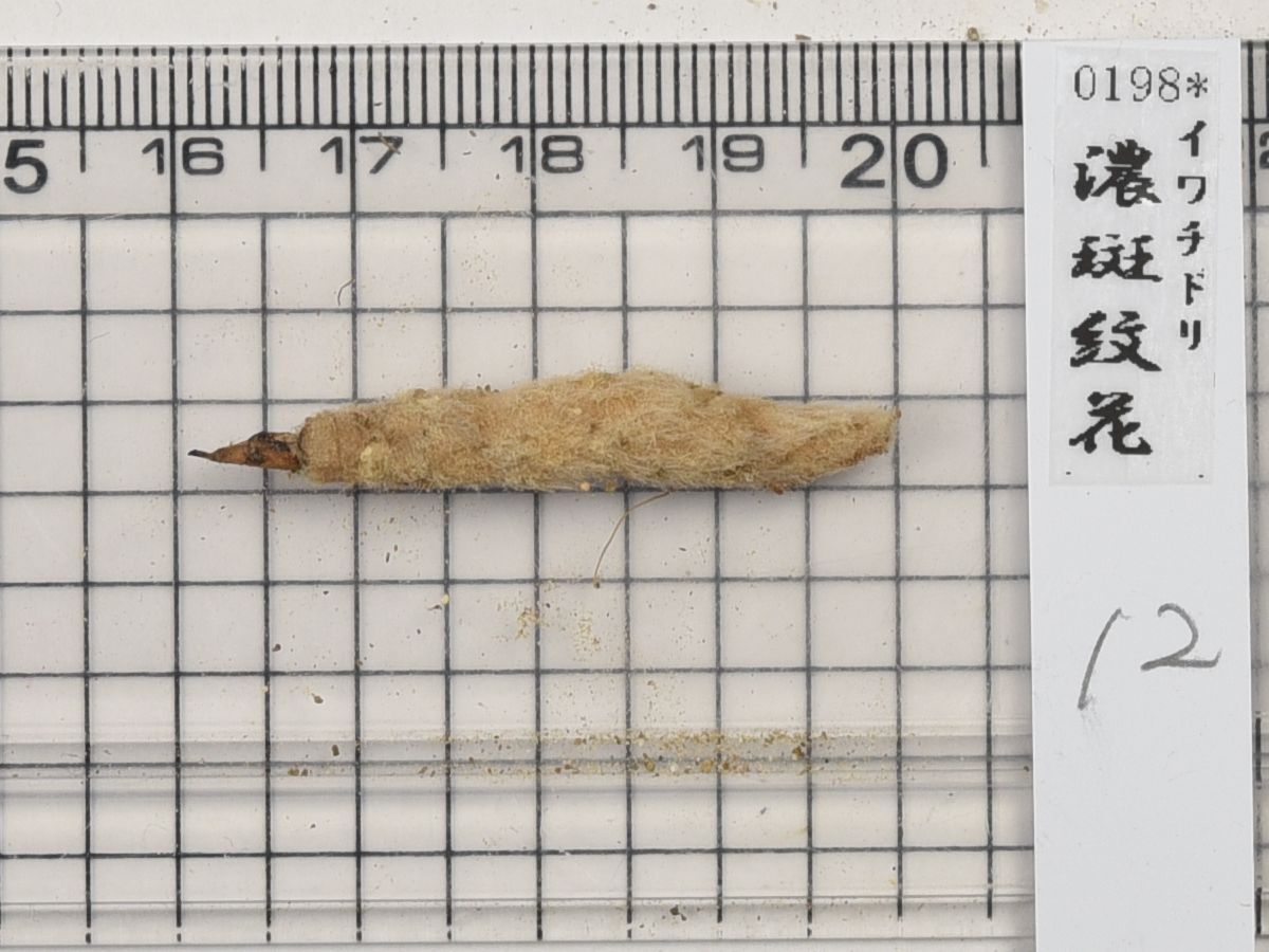 Yahoo!オークション - i0198-12今季最終 無銘イワチドリ交雑種 濃斑紋...