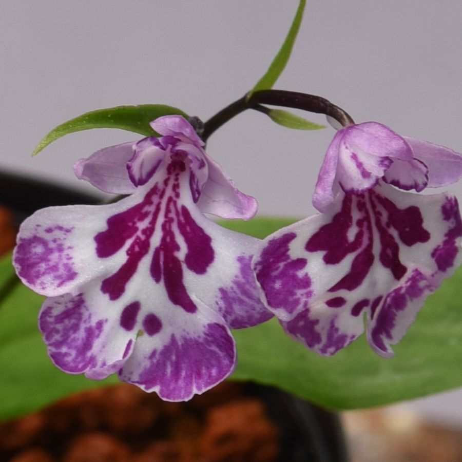 Yahoo!オークション - i0198-12今季最終 無銘イワチドリ交雑種 濃斑紋...