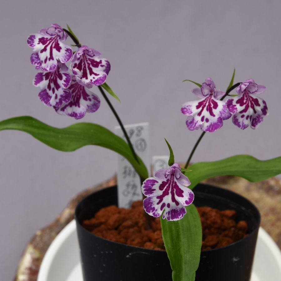 Yahoo!オークション - i0198-12今季最終 無銘イワチドリ交雑種 濃斑紋...