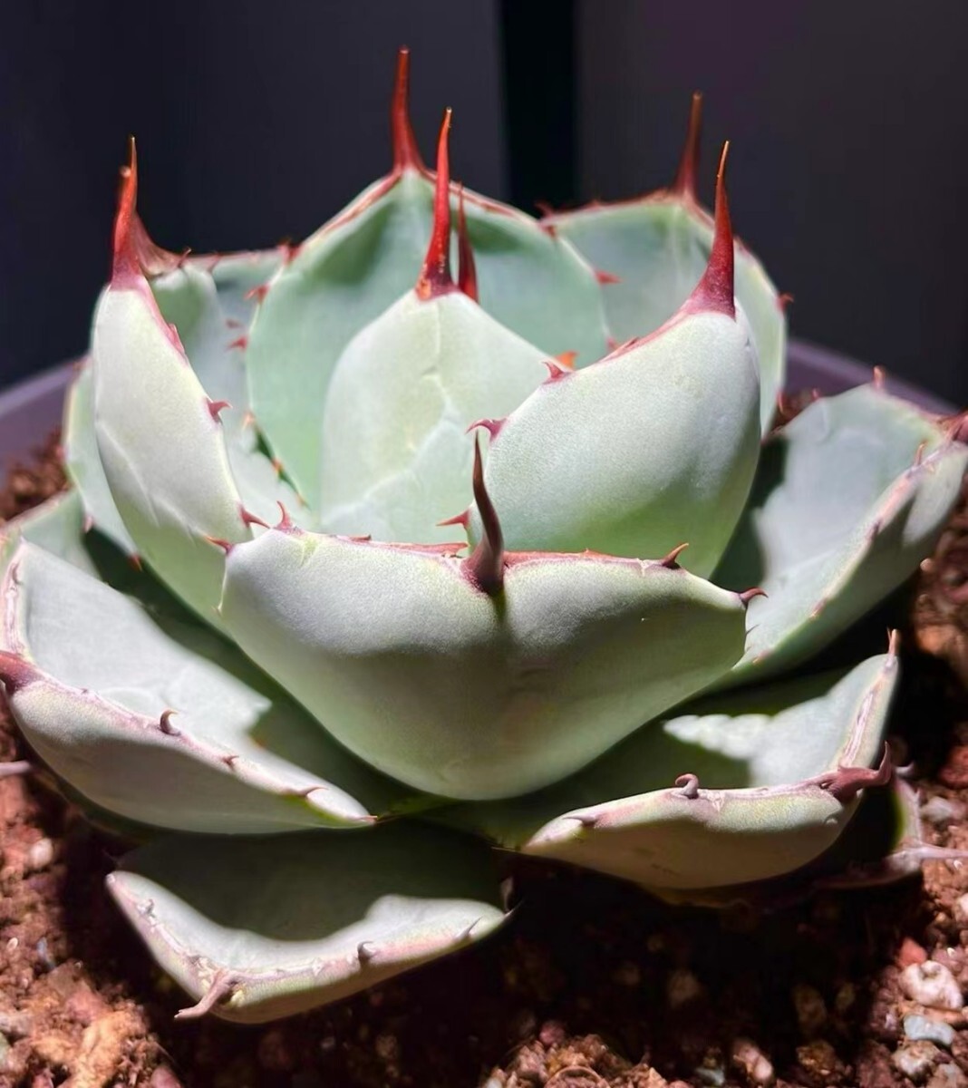 Yahoo!オークション - 【Lj_plants】Q213 新種の先発ですアガベ パリー...