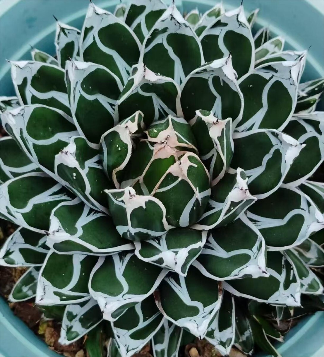 Yahoo!オークション - 【Lj_plants】Q592 アガベ 多肉植物 児玉笹の雪 ...