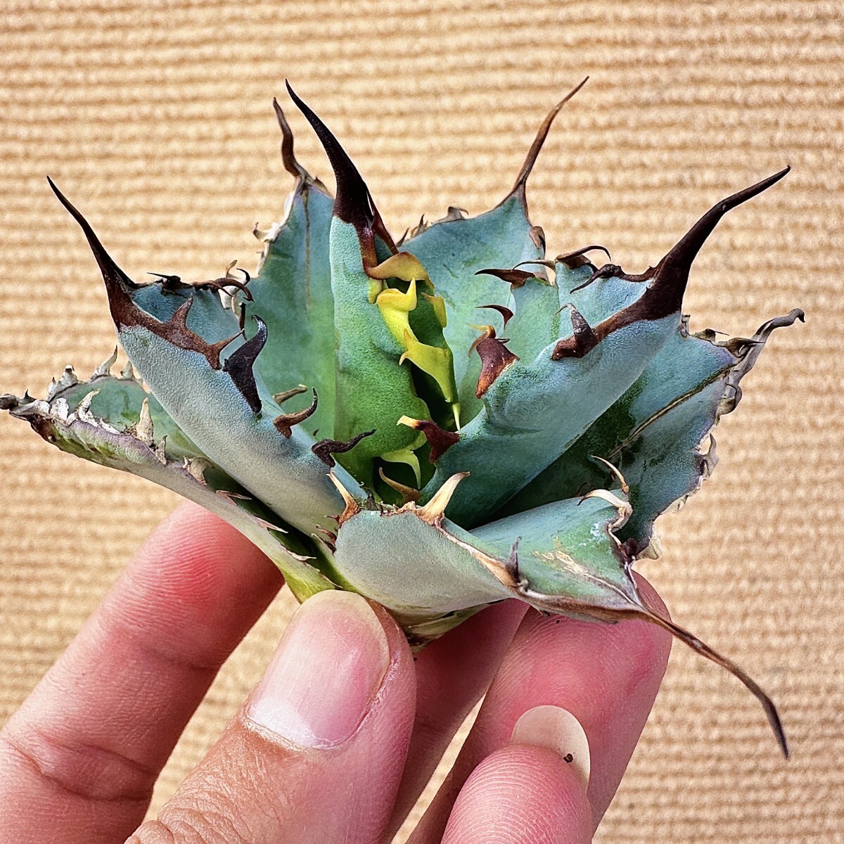 Yahoo!オークション - 【Lj_plants】Q84 限定特選株 アガベ チタノタ ...