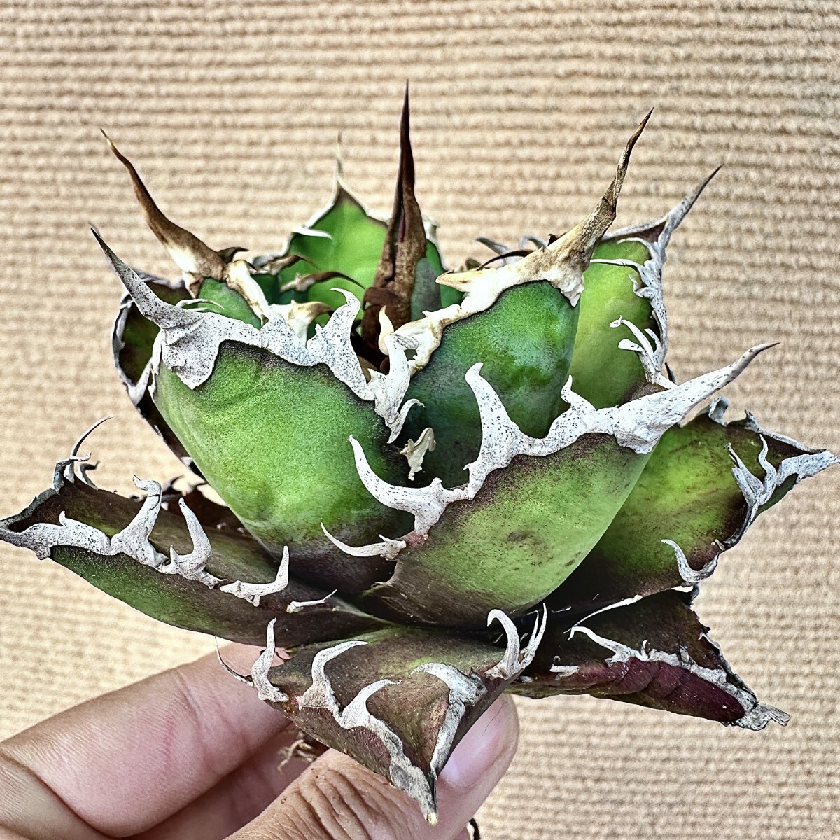 Yahoo!オークション - 【Lj_plants】Q17 激レア高級品種 アガベ チタノ...