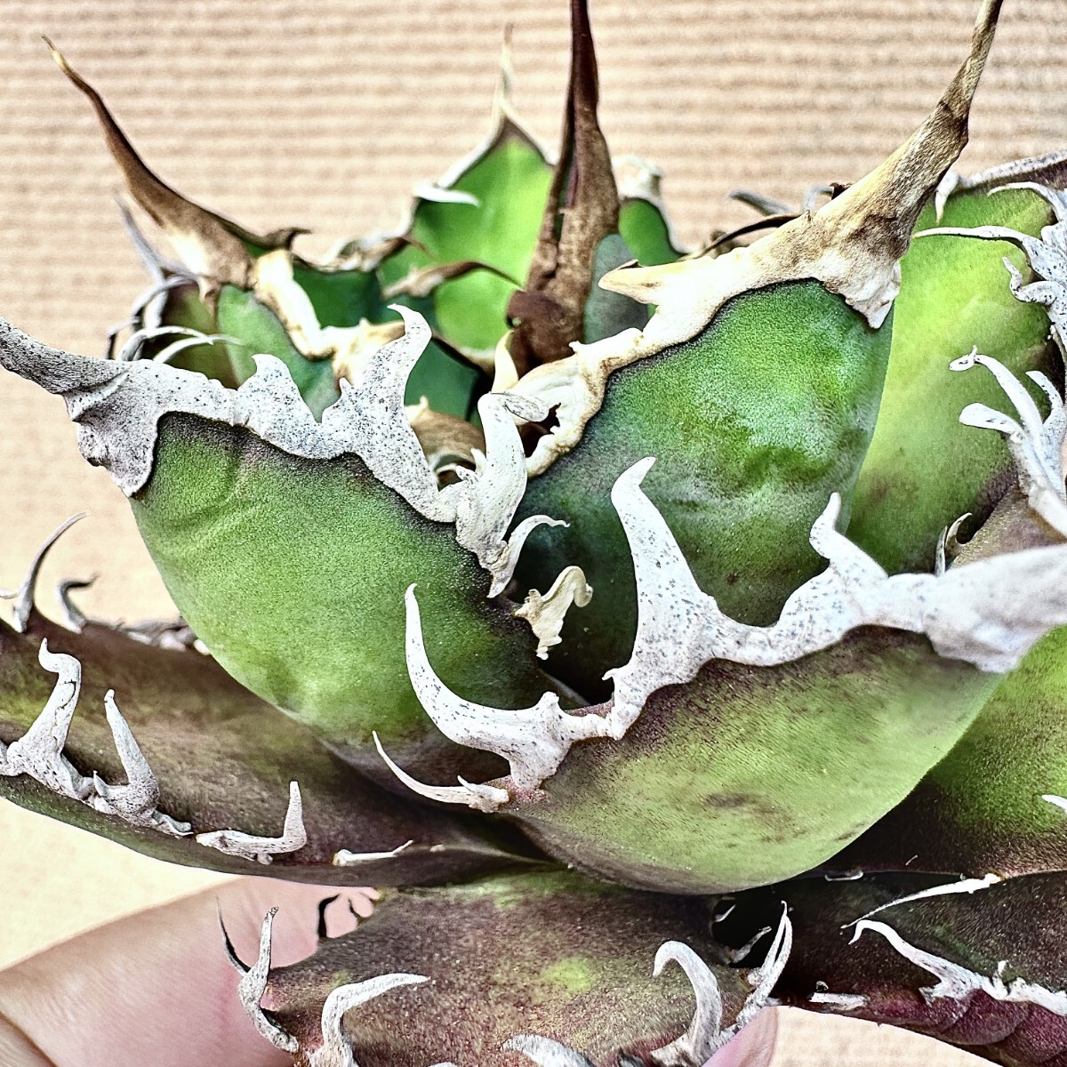 Yahoo!オークション - 【Lj_plants】Q17 激レア高級品種 アガベ チタノ...