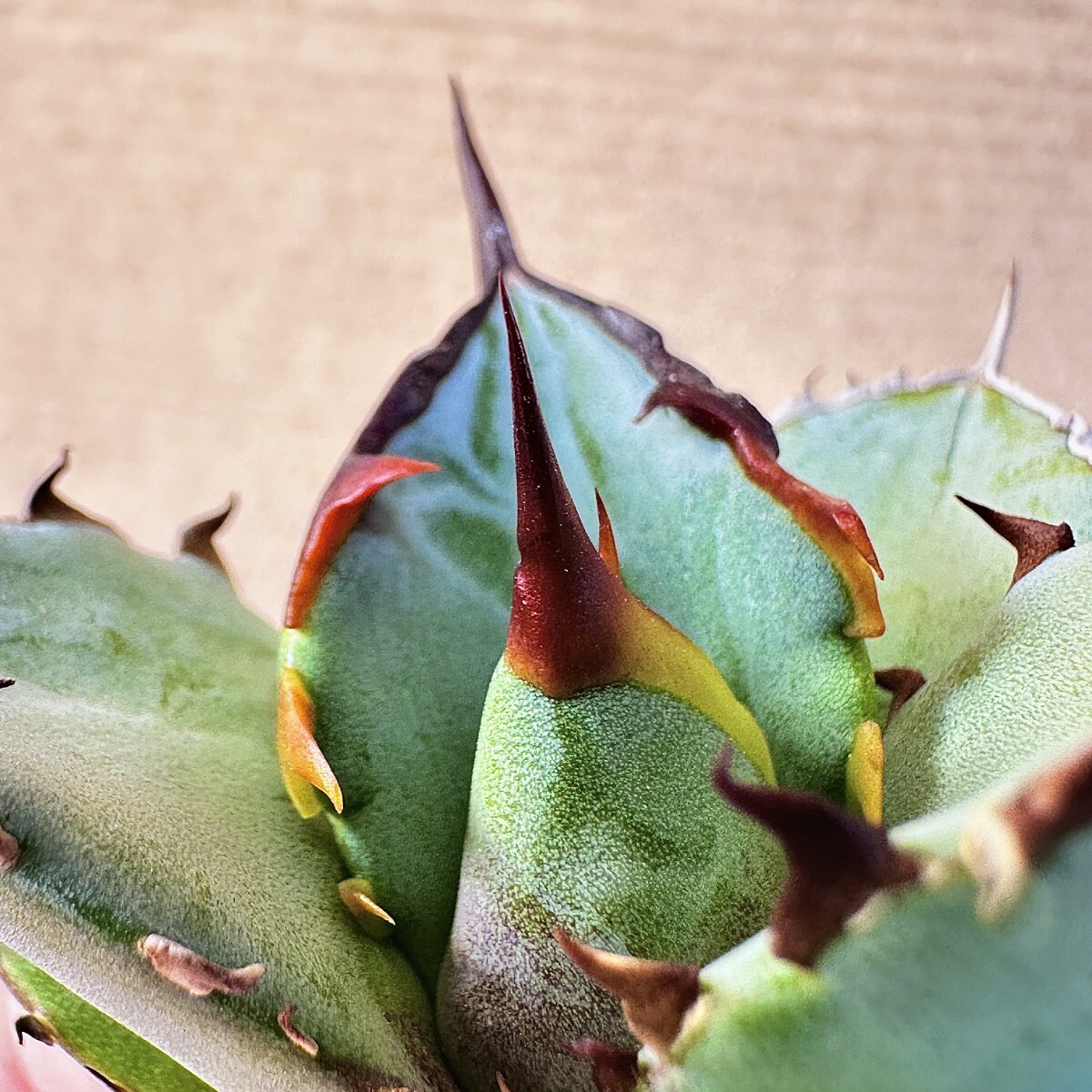 Yahoo!オークション - 【Lj_plants】Q91 限定特選株 アガベ チタノタ ...