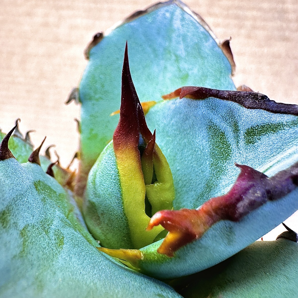 Yahoo!オークション - 【Lj_plants】Q91 限定特選株 アガベ チタノタ ...