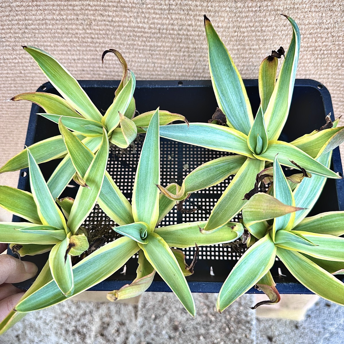 Yahoo!オークション - 【Lj_plants】Q191 貴重な希少種 多肉植物 アガ...