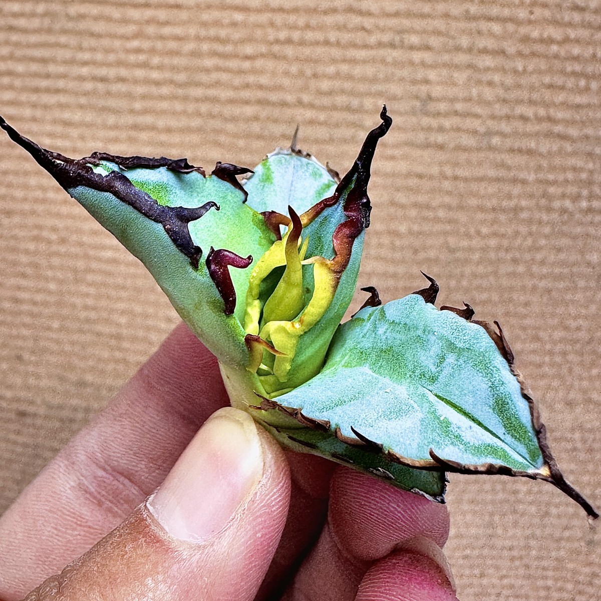 Yahoo!オークション - 【Lj_plants】Q165 限定特選株 アガベ チタノタ ...