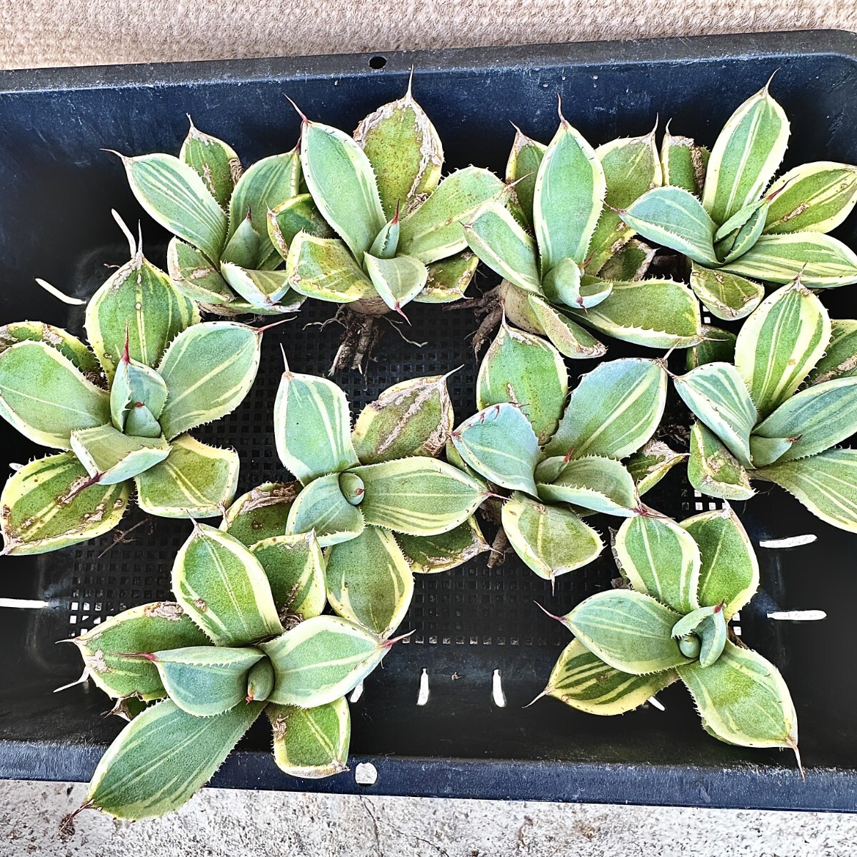 Yahoo!オークション - 【Lj_plants】Q104 アガベ パリー トランカータ ...