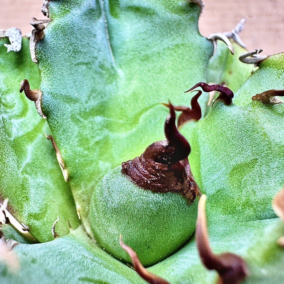 Yahoo!オークション - 【Lj_plants】Q156 正規品 激レア高級品種 アガ...