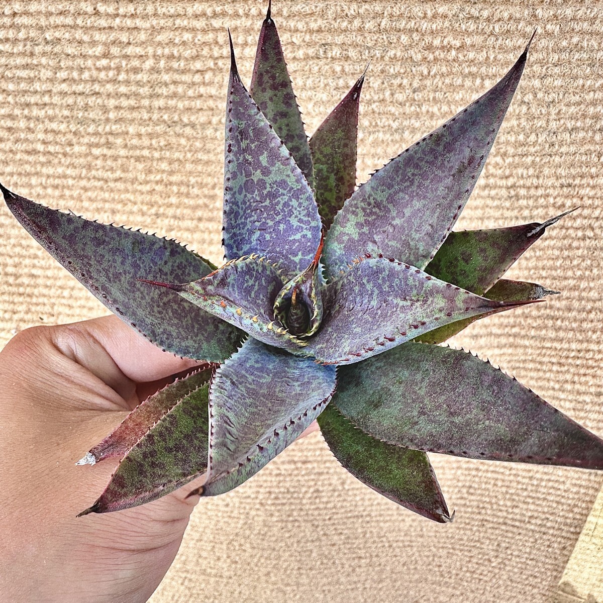 Yahoo!オークション - 【Lj_plants】Q228 激レア高級品種 多肉植物 ア...