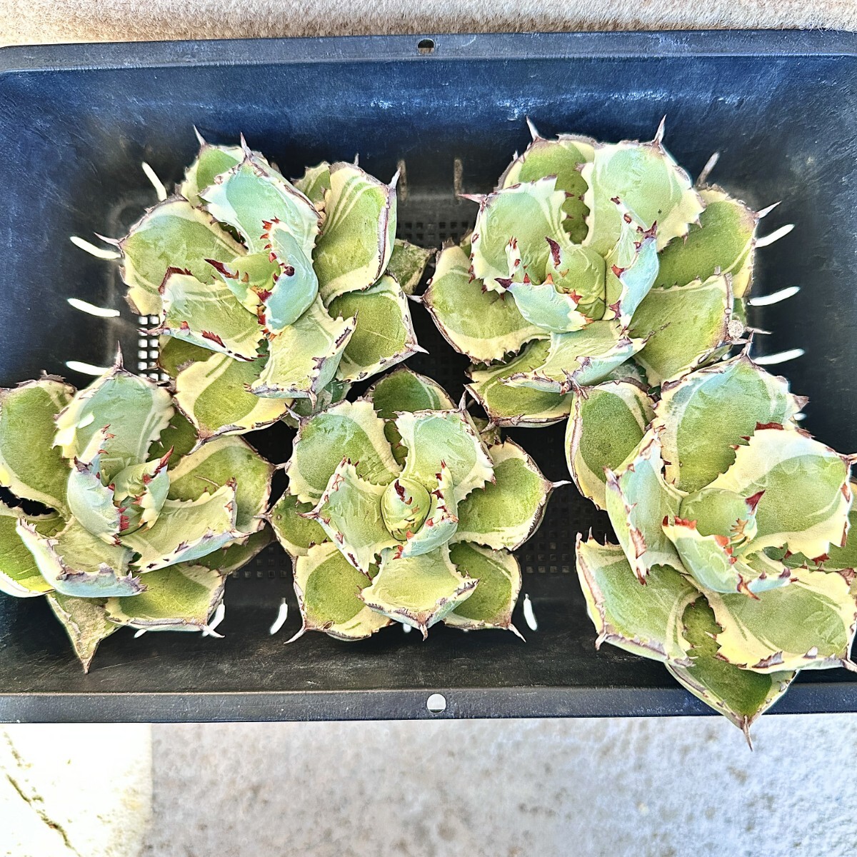 Yahoo!オークション - 【Lj_plants】Q231 激レア高級品種 多肉植物アガ...