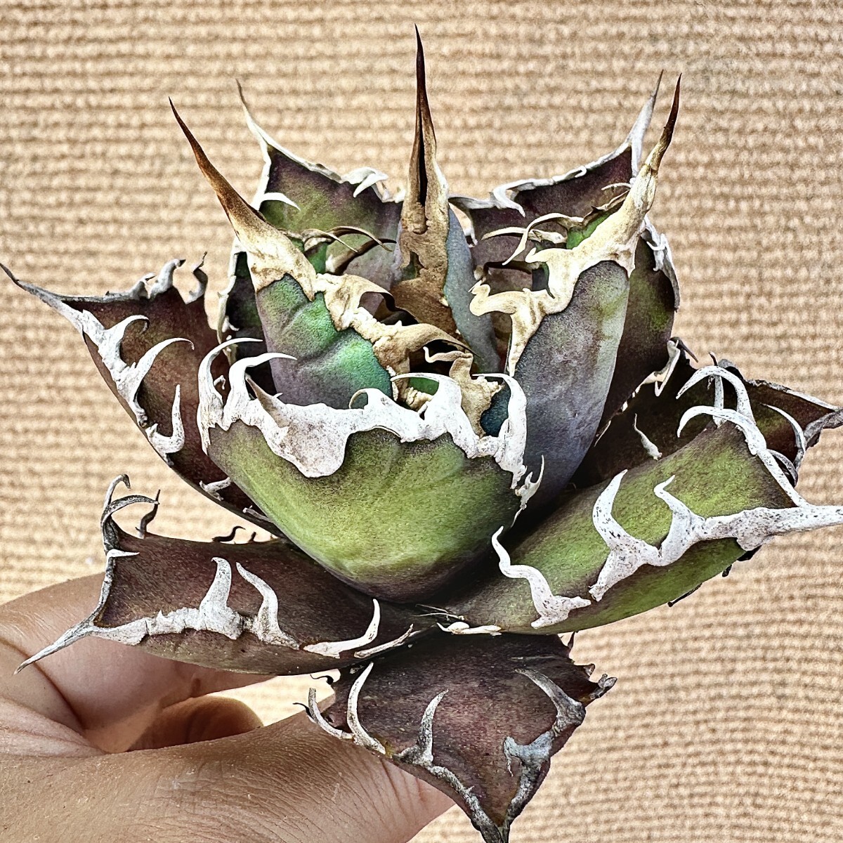 Yahoo!オークション - 【Lj_plants】Q211 激レア高級品種 アガベ チタ...