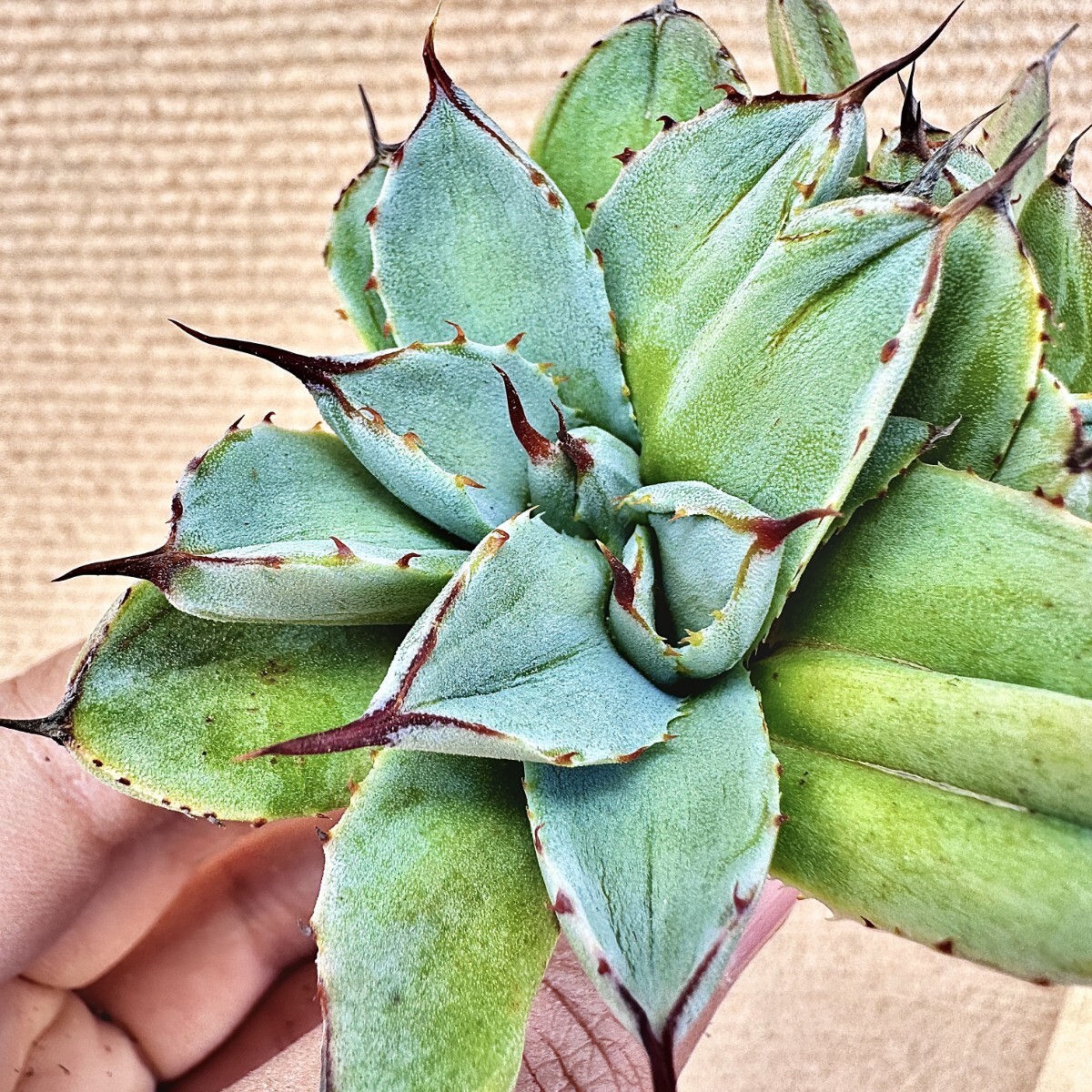 Yahoo!オークション - 【Lj_plants】Q213 新種の先発ですアガベ パリー...