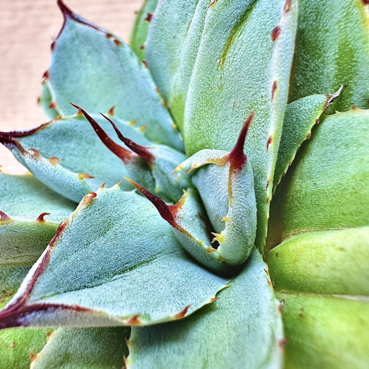 Yahoo!オークション - 【Lj_plants】Q213 新種の先発ですアガベ パリー...