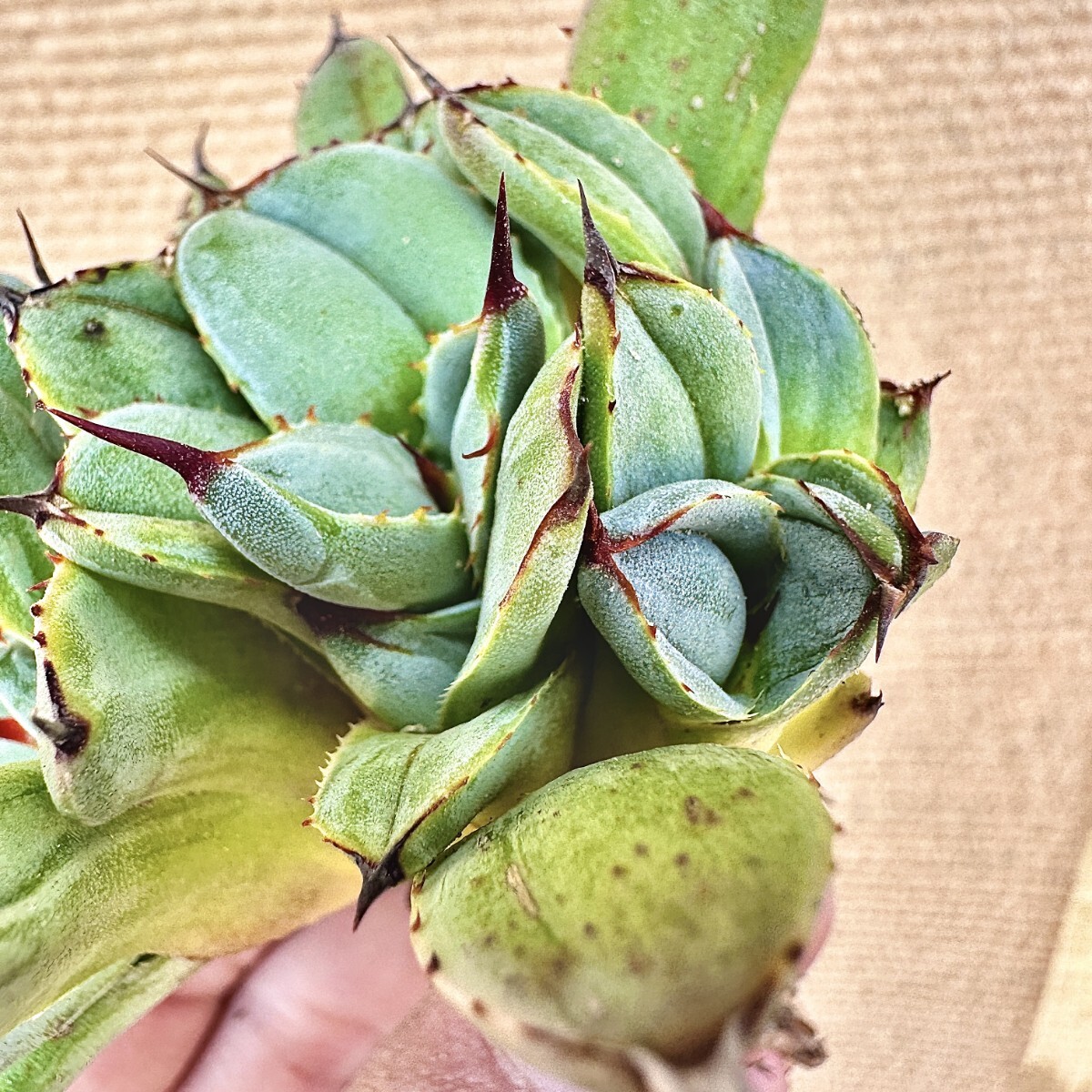 Yahoo!オークション - 【Lj_plants】Q213 新種の先発ですアガベ パリー...