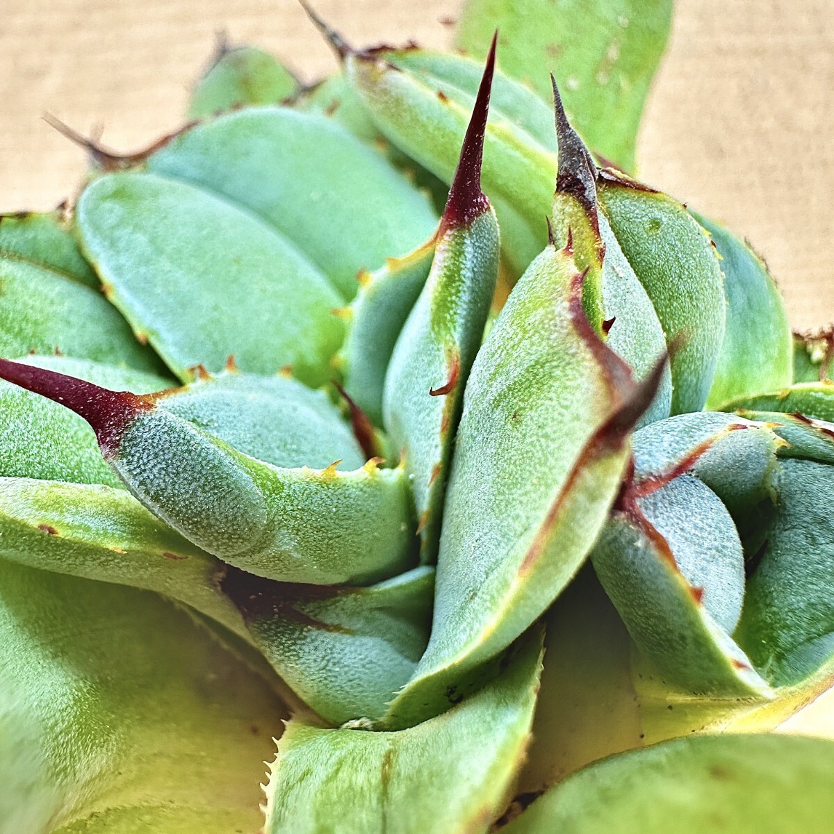 Yahoo!オークション - 【Lj_plants】Q213 新種の先発ですアガベ パリー...