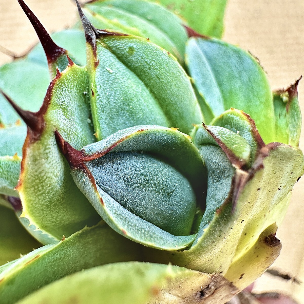 Yahoo!オークション - 【Lj_plants】Q213 新種の先発ですアガベ パリー...