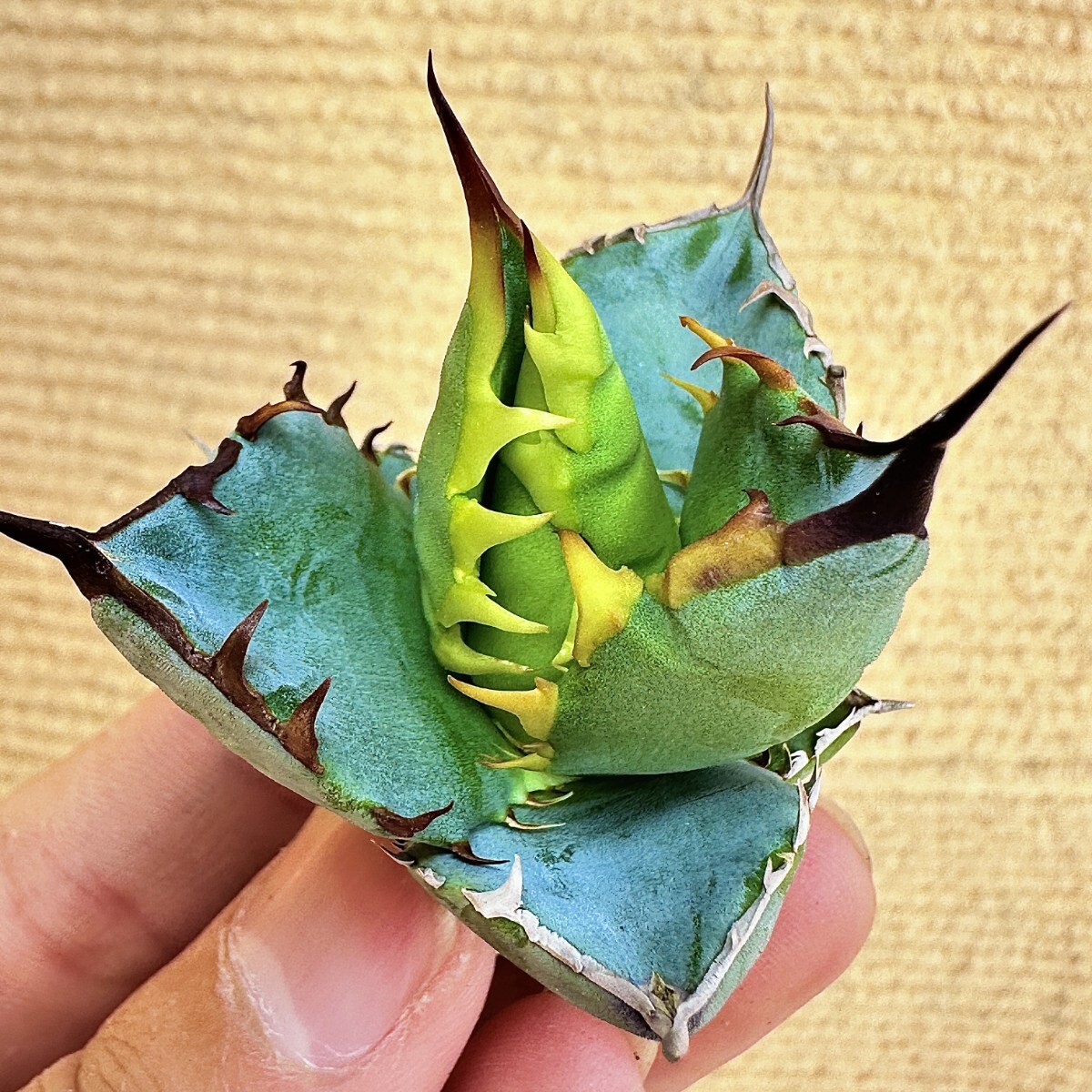 Yahoo!オークション - 【Lj_plants】Q284 限定特選株 アガベ チタノタ ...