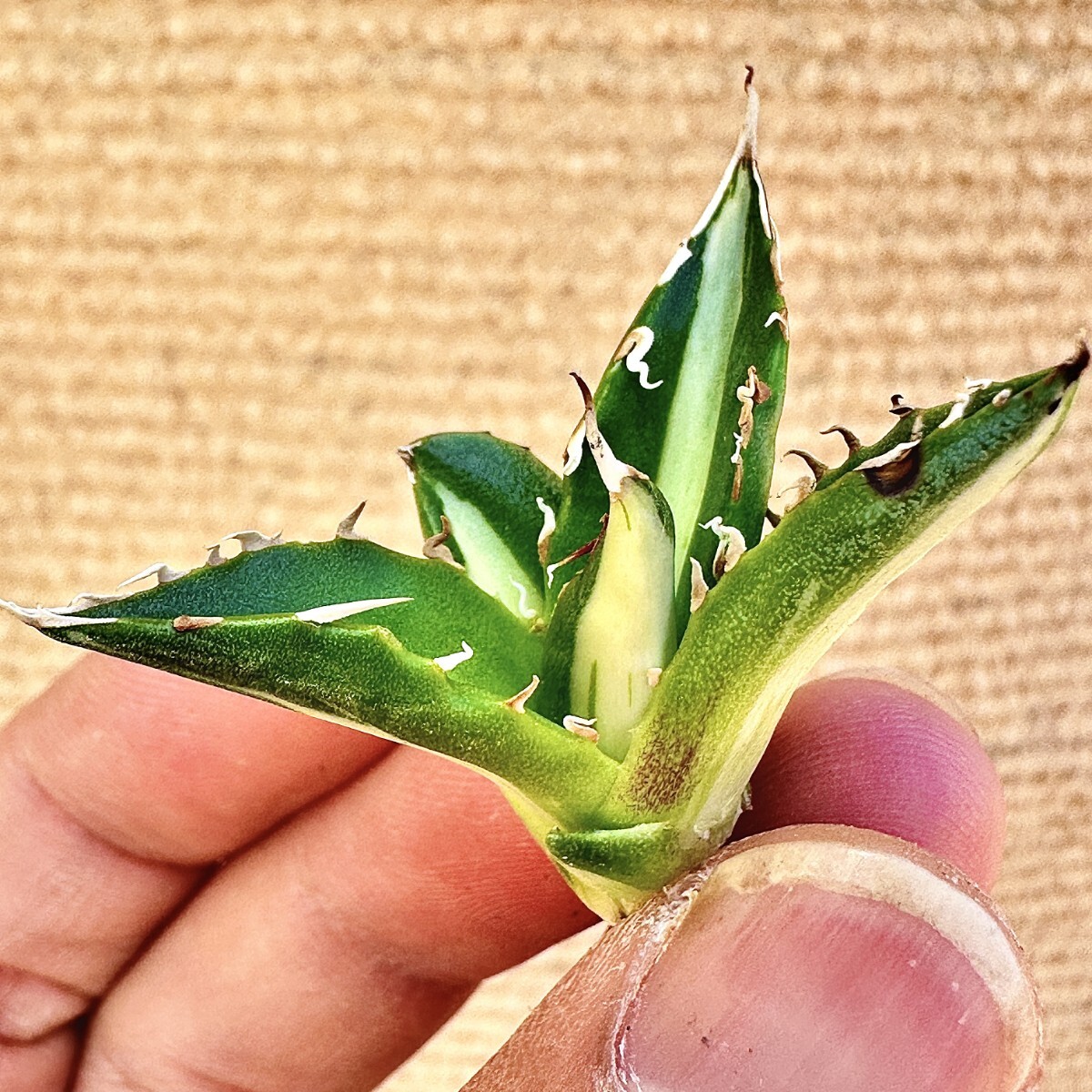 Yahoo!オークション - 【Lj_plants】Q293 激レア高級品種 多肉植物アガ...