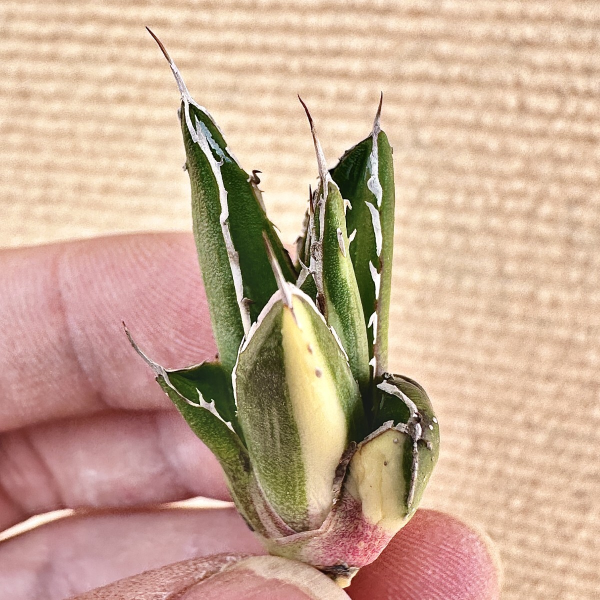 Yahoo!オークション - 【Lj_plants】Q389 多肉植物 アガベ ダルマ笹の...