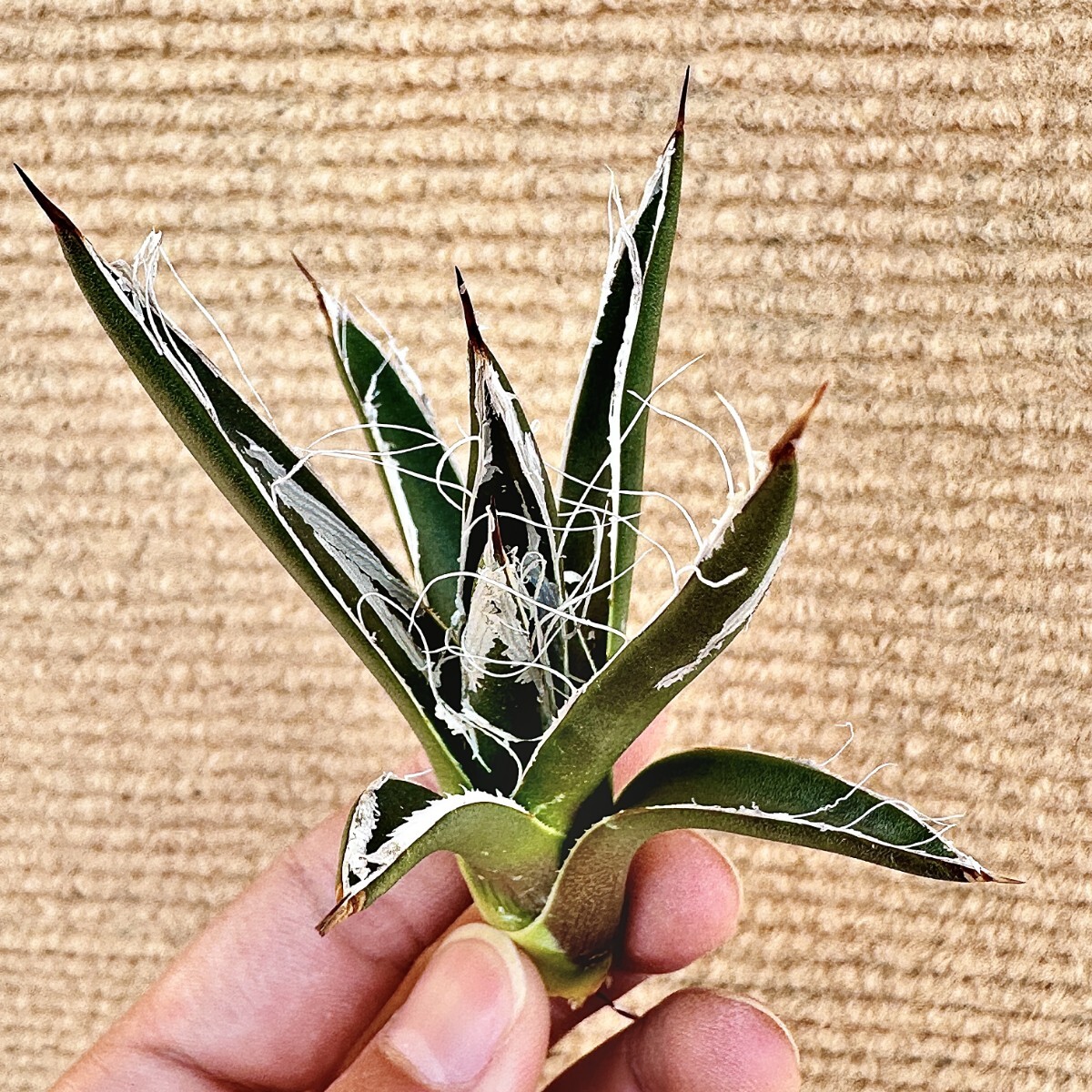 Yahoo!オークション - 【Lj_plants】Q386 超特選厳選 アガベ 流星x笹の...