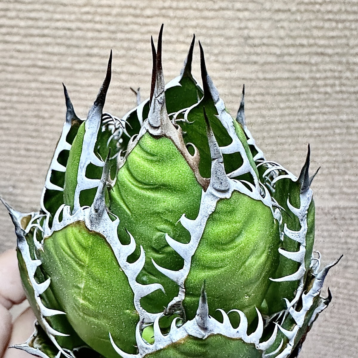 Yahoo!オークション - 【Lj_plants】Q351 激レア高級品種 多肉植物アガ...