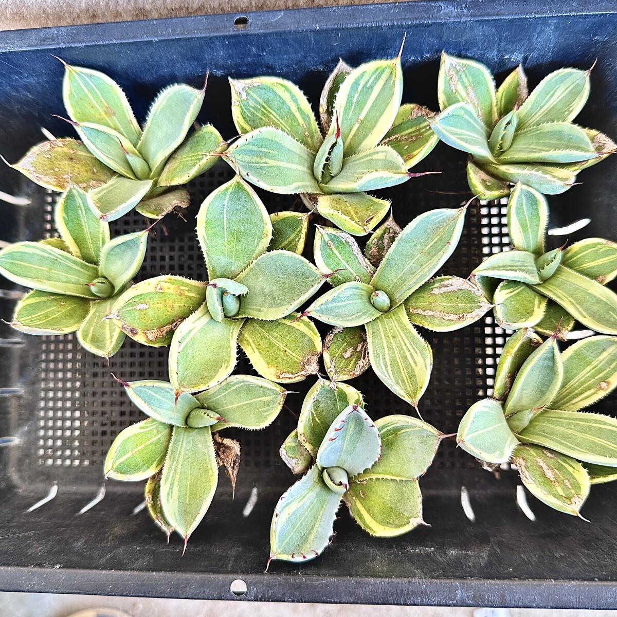 Yahoo!オークション - 【Lj_plants】Q303 アガベ パリー トランカータ ...