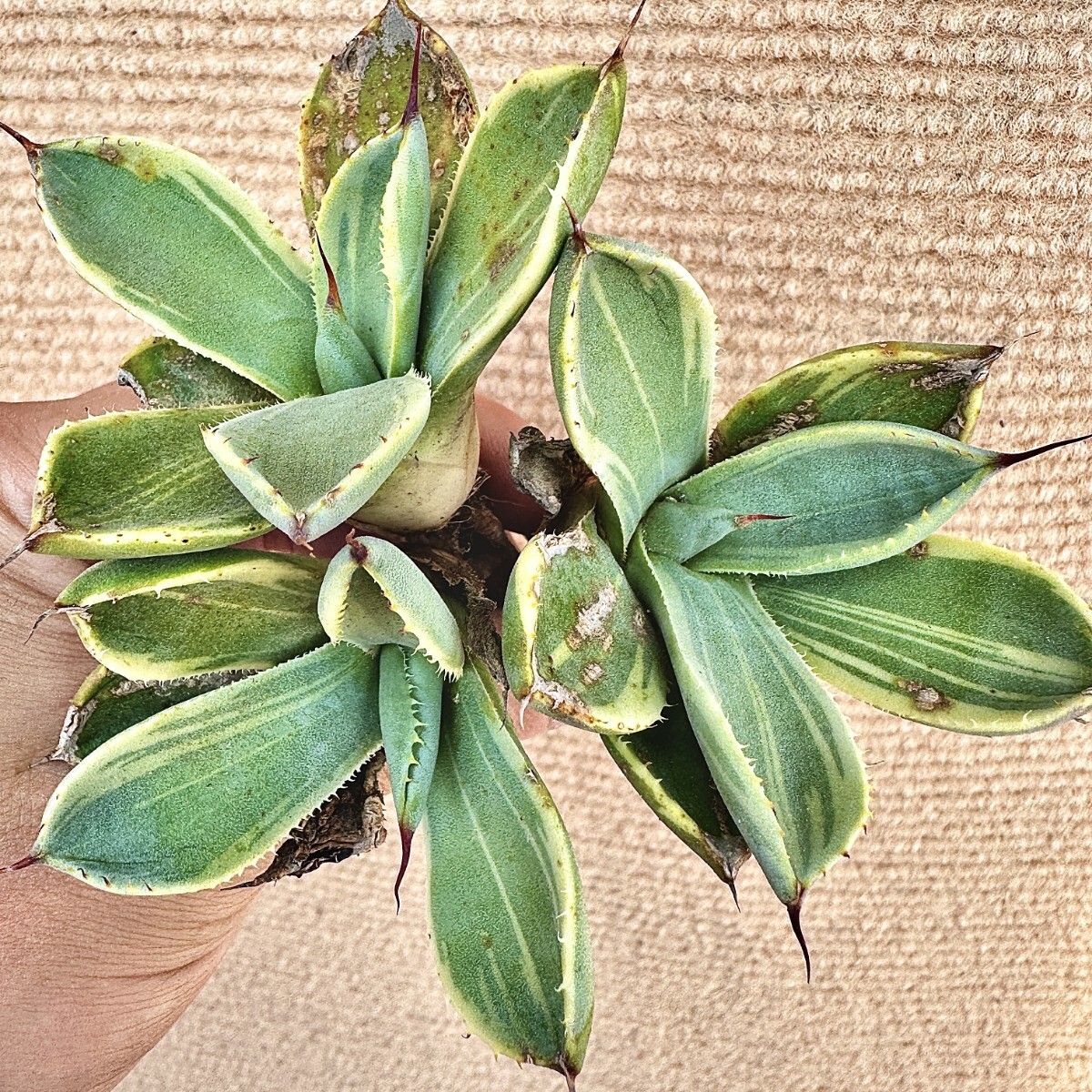 Yahoo!オークション - 【Lj_plants】Q303 アガベ パリー トランカータ ...