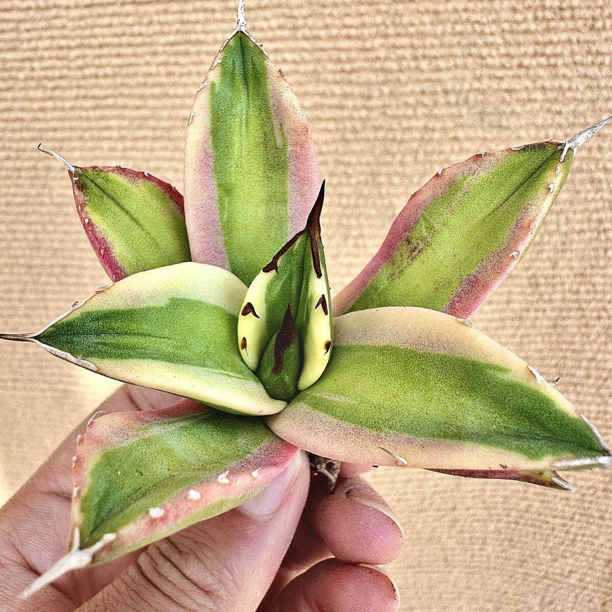 Yahoo!オークション - 【Lj_plants】Q338 貴重な希少種 アガベ チタノ...