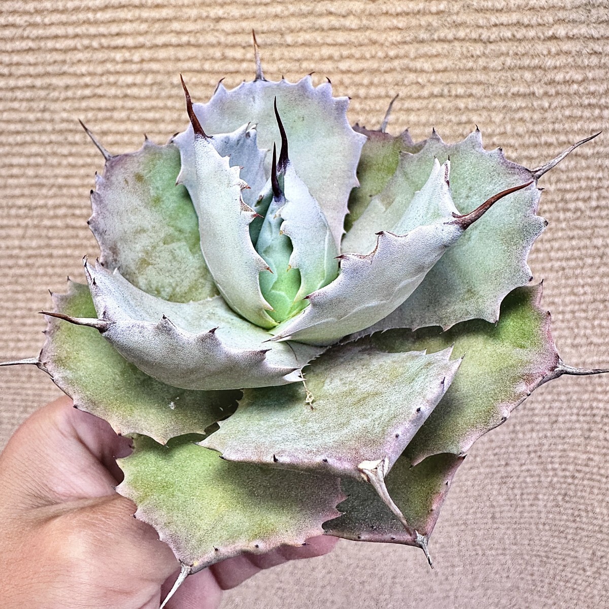 Yahoo!オークション - 【Lj_plants】Q342 多肉植物 アガベ チタノタ 白...