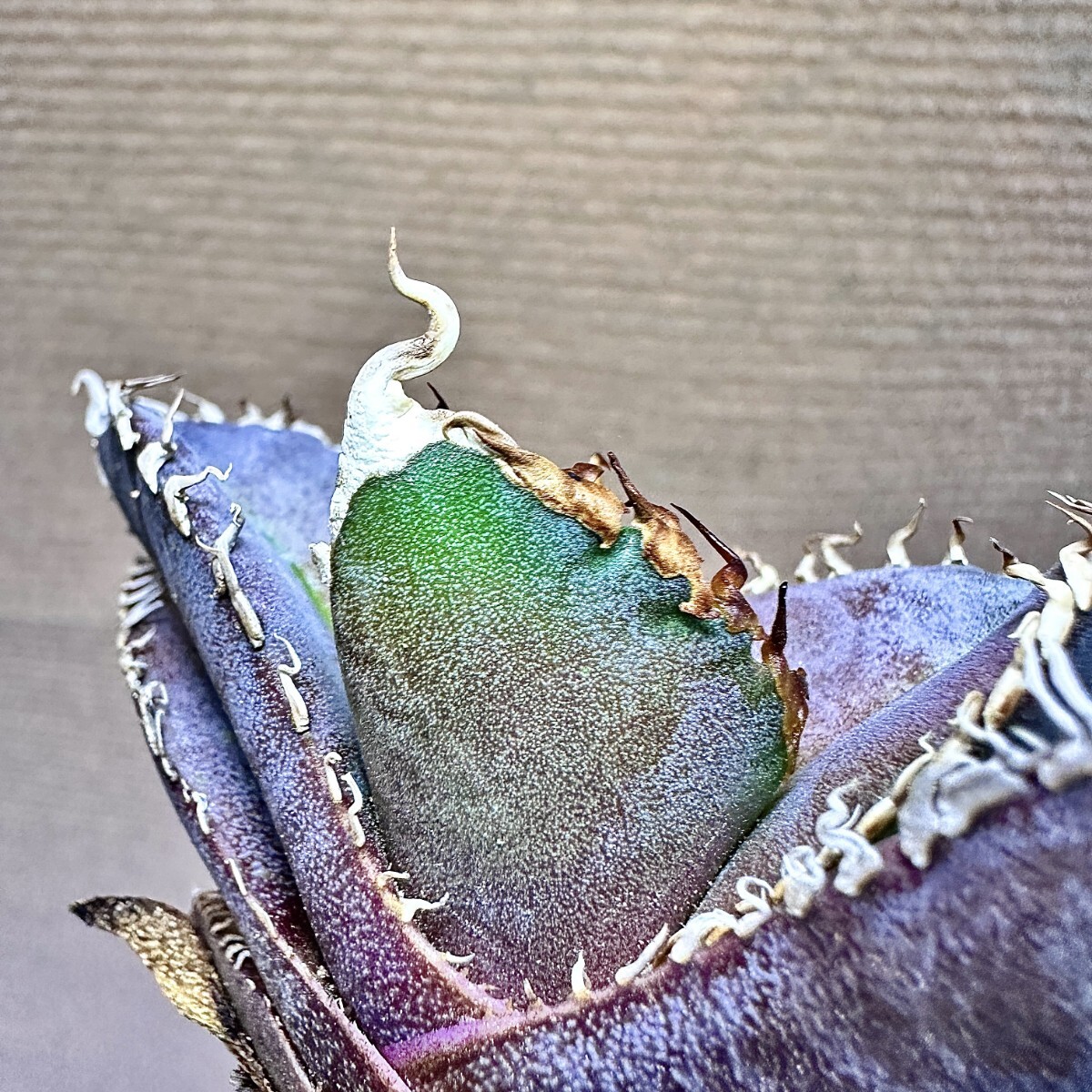 Yahoo!オークション - 【Lj_plants】Q309 激レア高級品種 アガベ チタ...