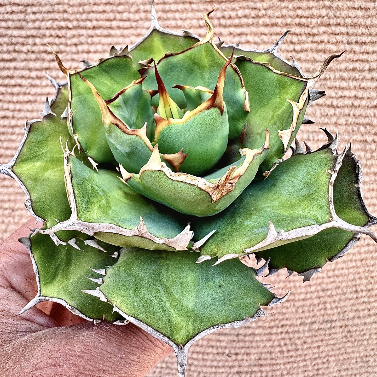 Yahoo!オークション - 【Lj_plants】Q406 貴重な希少種アガベ チタノタ...