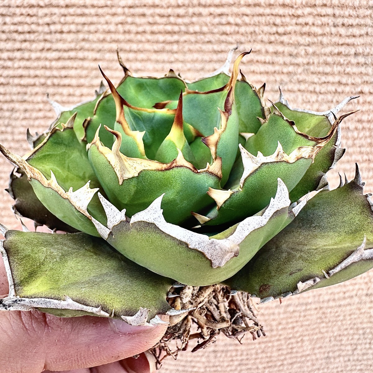 Yahoo!オークション - 【Lj_plants】Q406 貴重な希少種アガベ チタノタ...