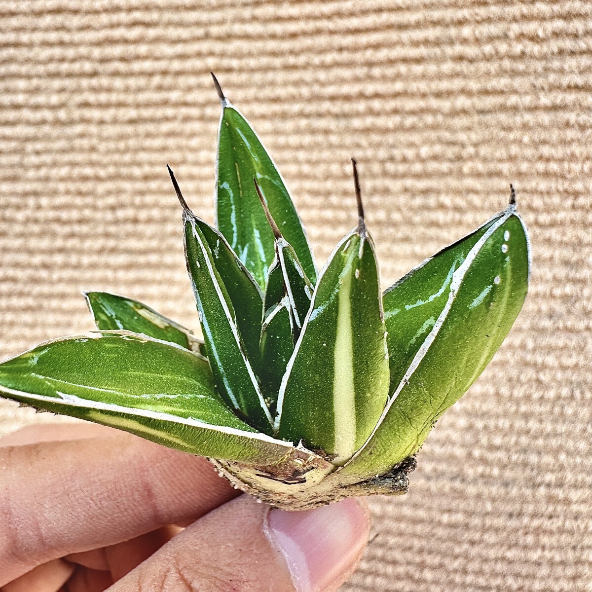 Yahoo!オークション - 【Lj_plants】Q425 多肉植物 アガベ笹の雪 白縞...