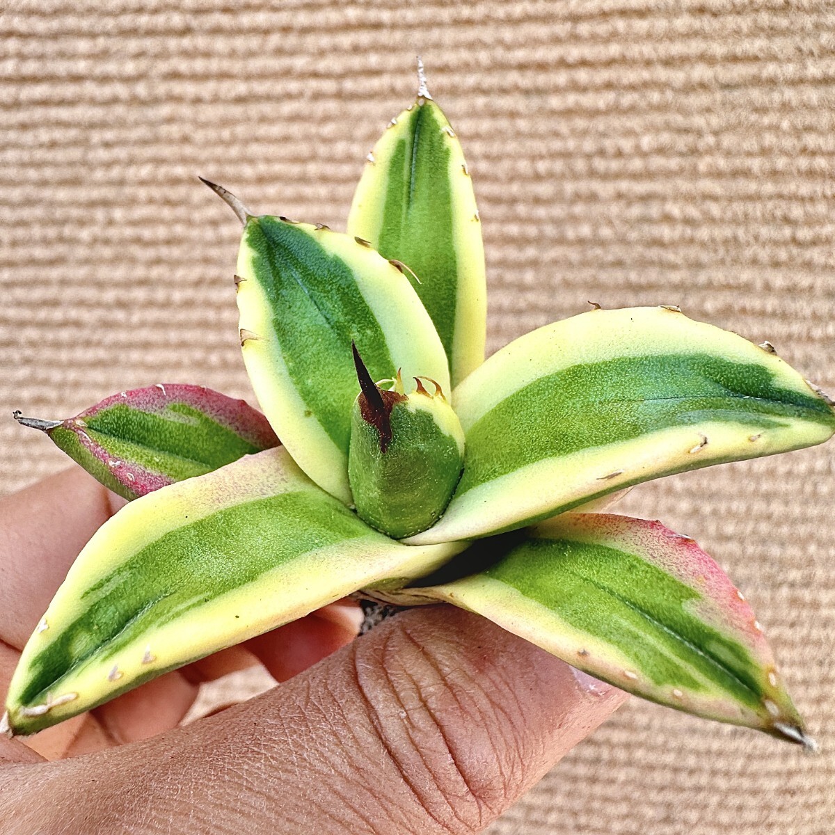 Yahoo!オークション - 【Lj_plants】Q426 貴重な希少種 アガベ チタノ...