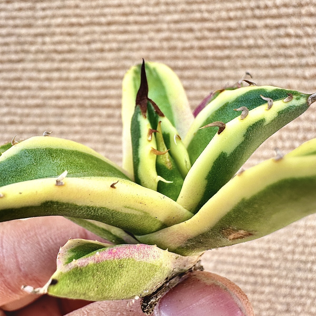 Yahoo!オークション - 【Lj_plants】Q426 貴重な希少種 アガベ チタノ...