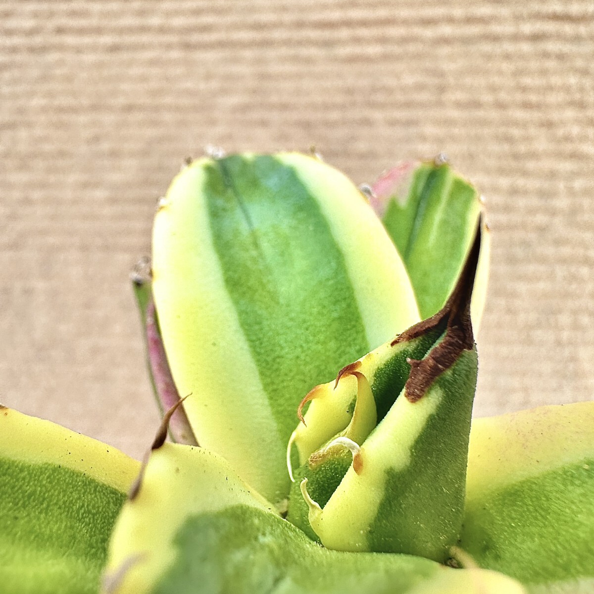 Yahoo!オークション - 【Lj_plants】Q426 貴重な希少種 アガベ チタノ...