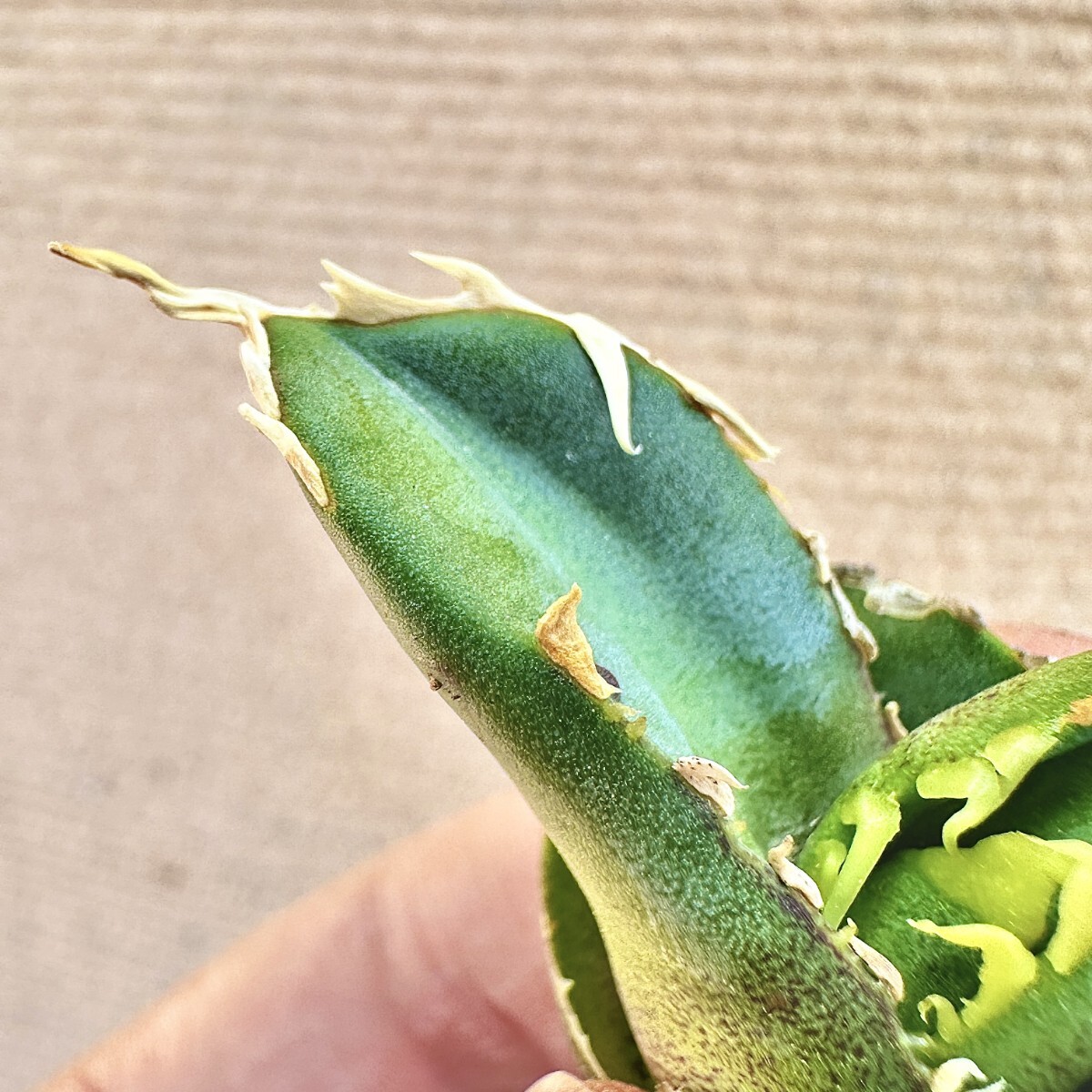 Yahoo!オークション - 【Lj_plants】Q453 激レア高級品種 アガベ チタ...