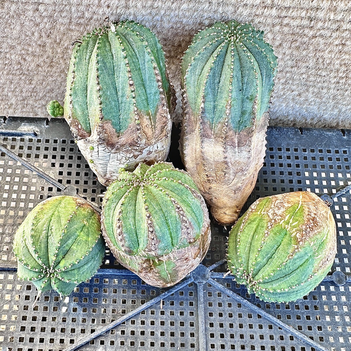 Yahoo!オークション - 【Lj_plants】Q408 ヨーロッパ入力 ユーフォルビ...