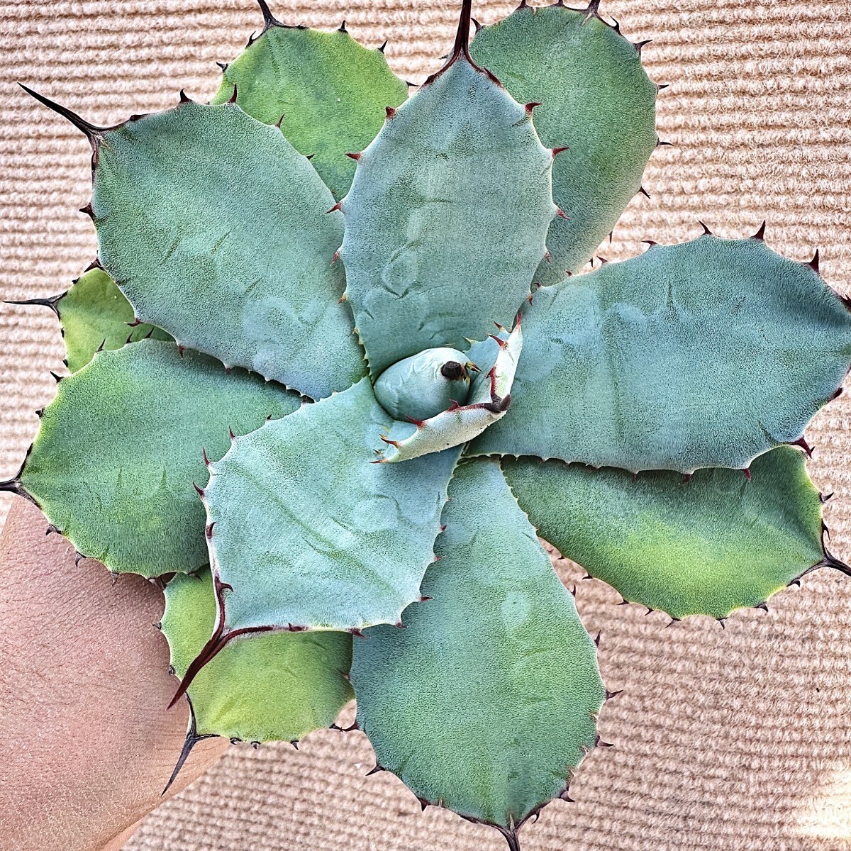 Yahoo!オークション - 【Lj_plants】Q415 多肉植物 アガベ 吉祥天パリ...