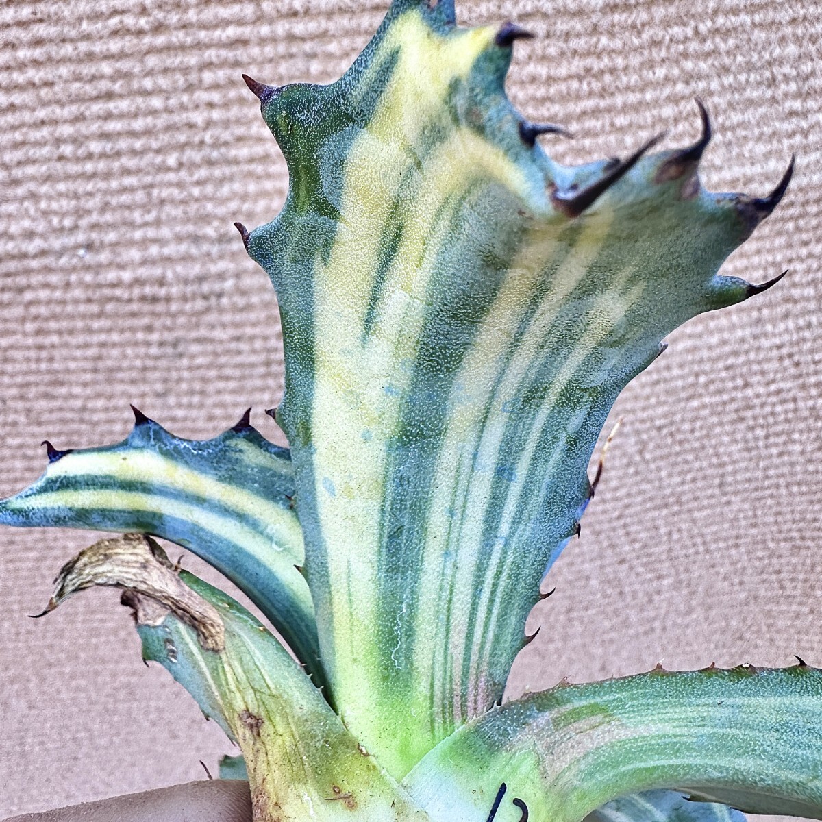 Yahoo!オークション - 【Lj_plants】Q512 激レア高級品種 多肉植物アガ...