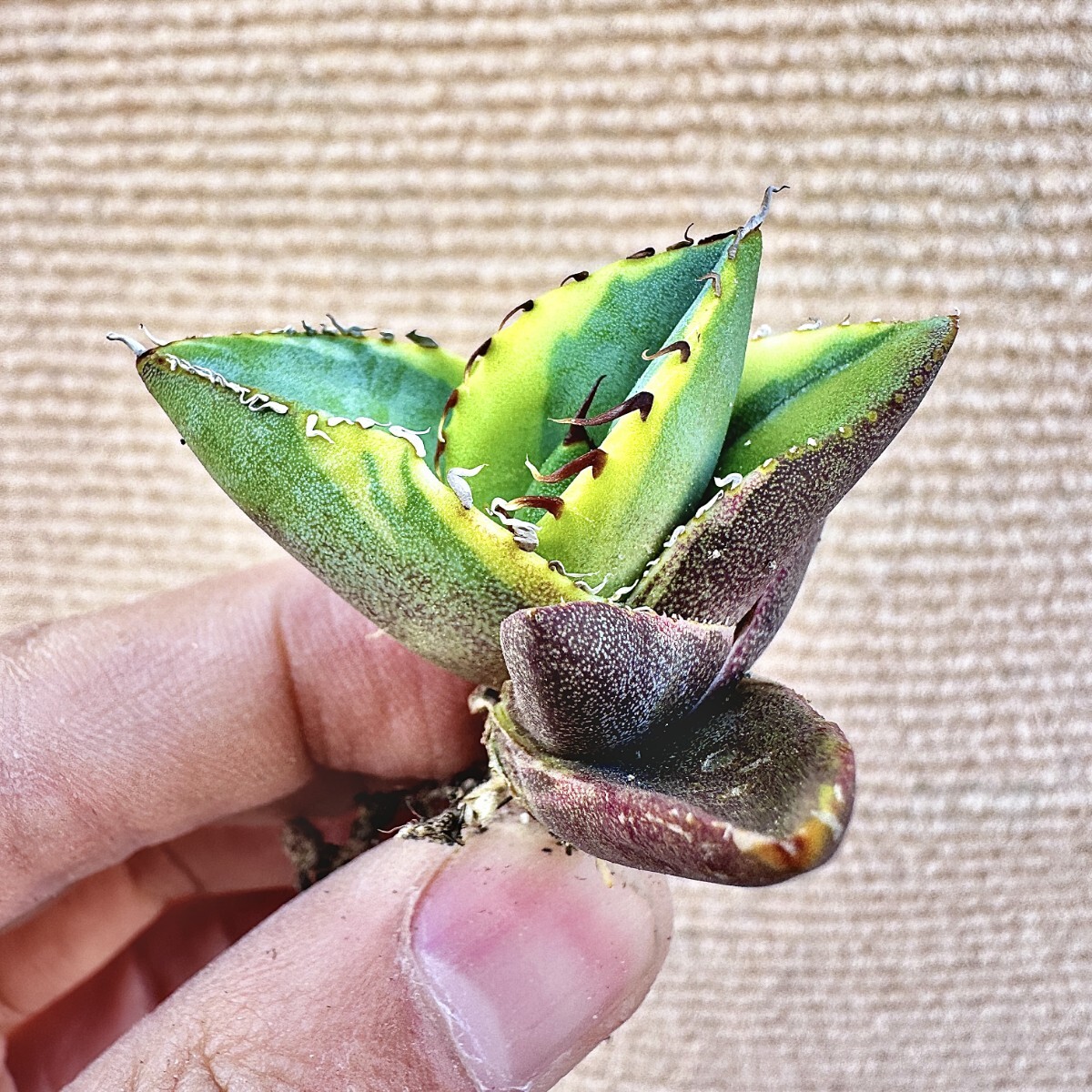 Yahoo!オークション - 【Lj_plants】Q582 特選 アガベ 多肉植物 ジャガ...